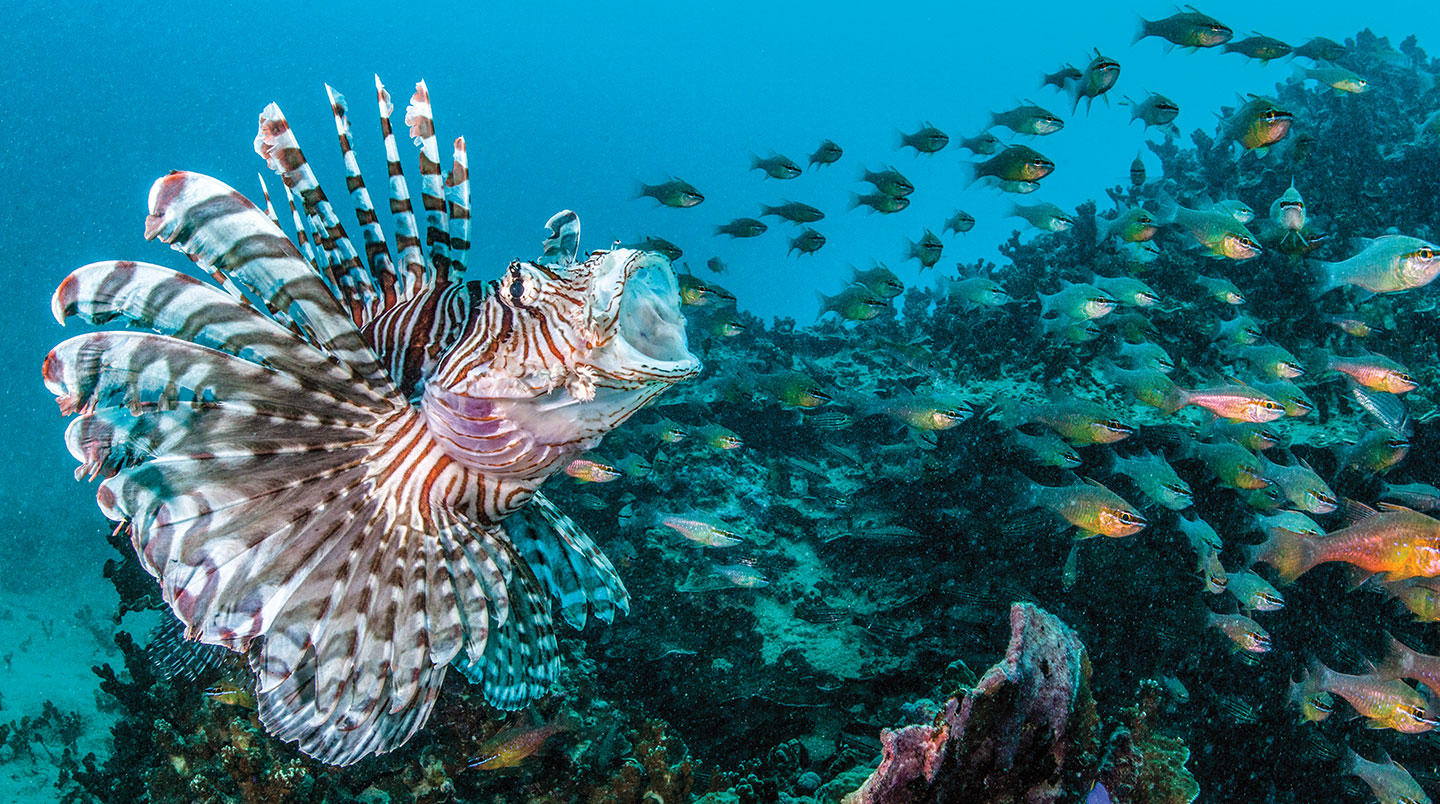 The Fish That’s Eating the World