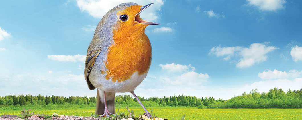 Gert the Bird