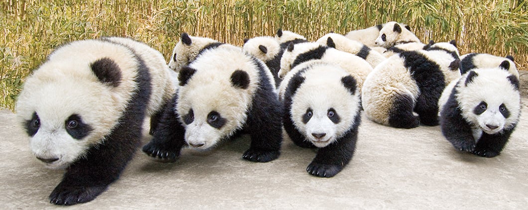 Panda Kindergarten