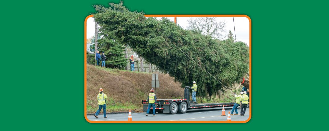 Wow! A Tree-mendous Tree